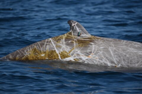 New Publication from Large-Scale Study of Beaked Whale Responses to ...