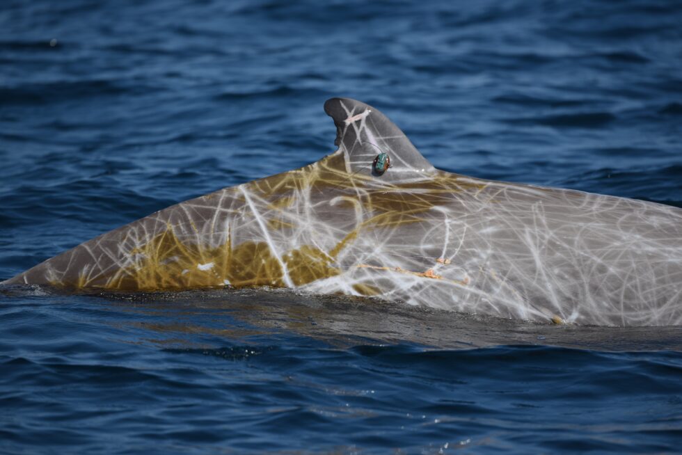 New Publication from Large-Scale Study of Beaked Whale Responses to ...